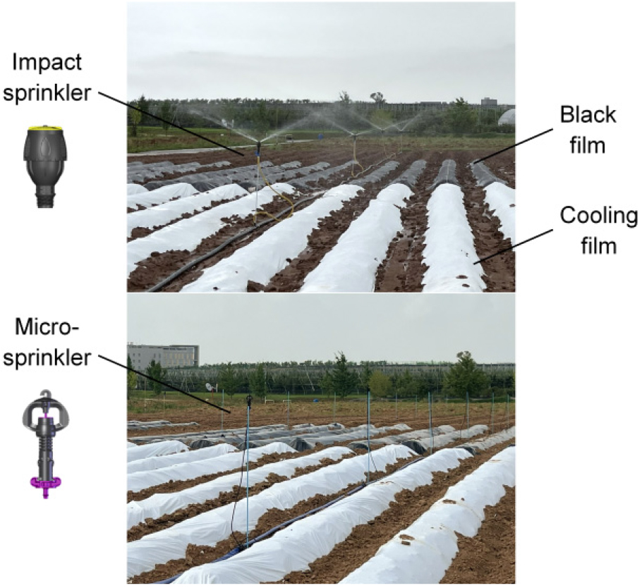 Effect of Micro-Sprinkler Irrigation and Cooling Mulch Film on The ...